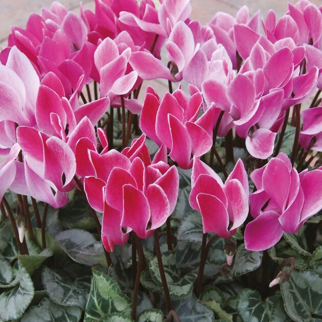 Obituary for Arthur Roger Shelton "Roger" | G. Seller