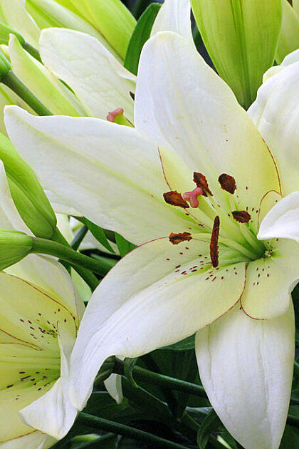 Obituary for Ashley Herbert Boddy | G. Seller