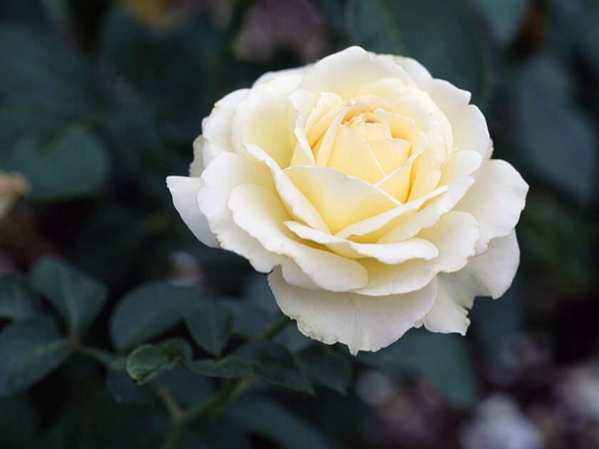 Obituary for Elizabeth Healey "Betty" | G. Seller