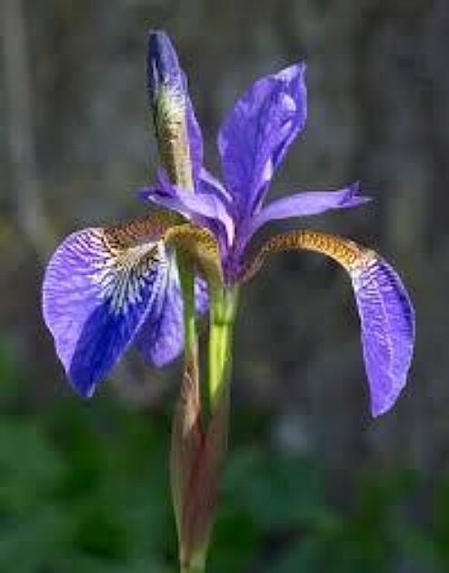 Obituary for Iris Bowler | G. Seller