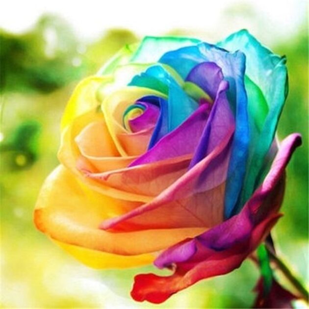 Obituary for Yvonne Poole | G. Seller